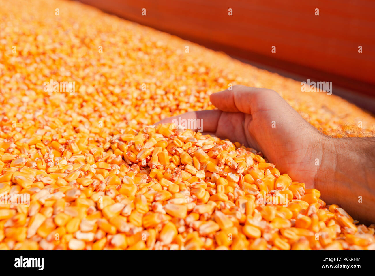 Farmer handful of harvested corn kernels from the heap loaded into ...