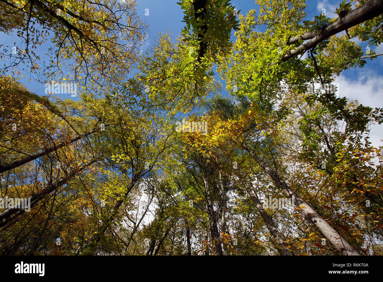 forest from a frog's perspective Stock Photo - Alamy