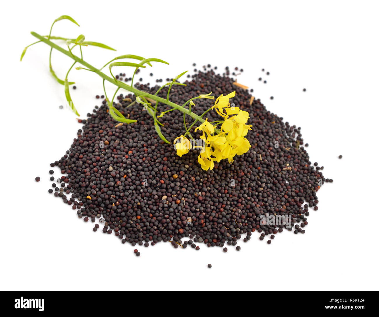 Rapeseed with flowers. Isolated Stock Photo - Alamy