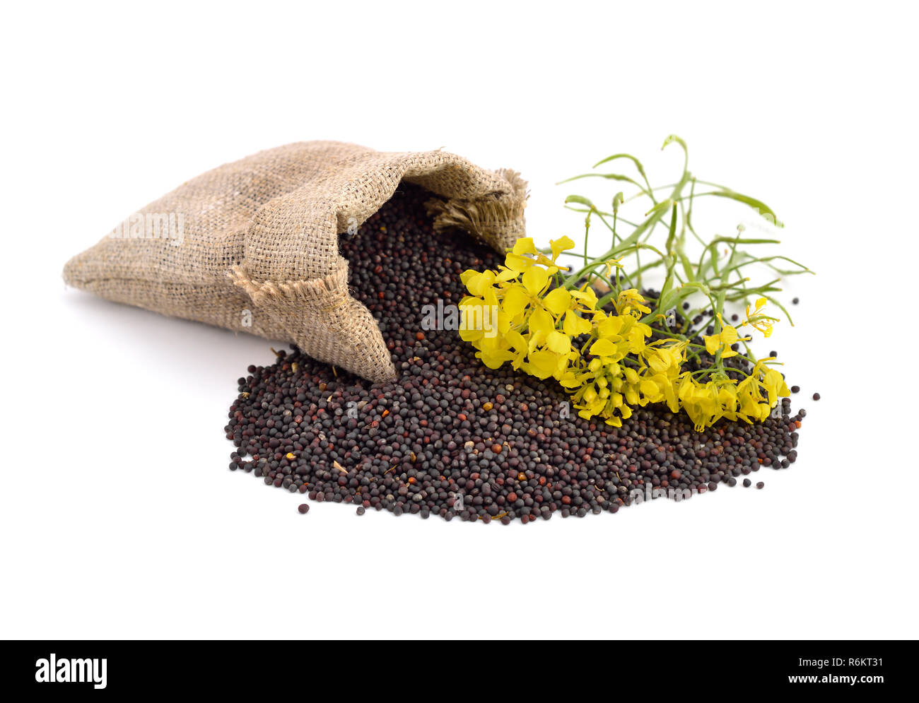 Rapeseed with flowers. Isolated Stock Photo - Alamy
