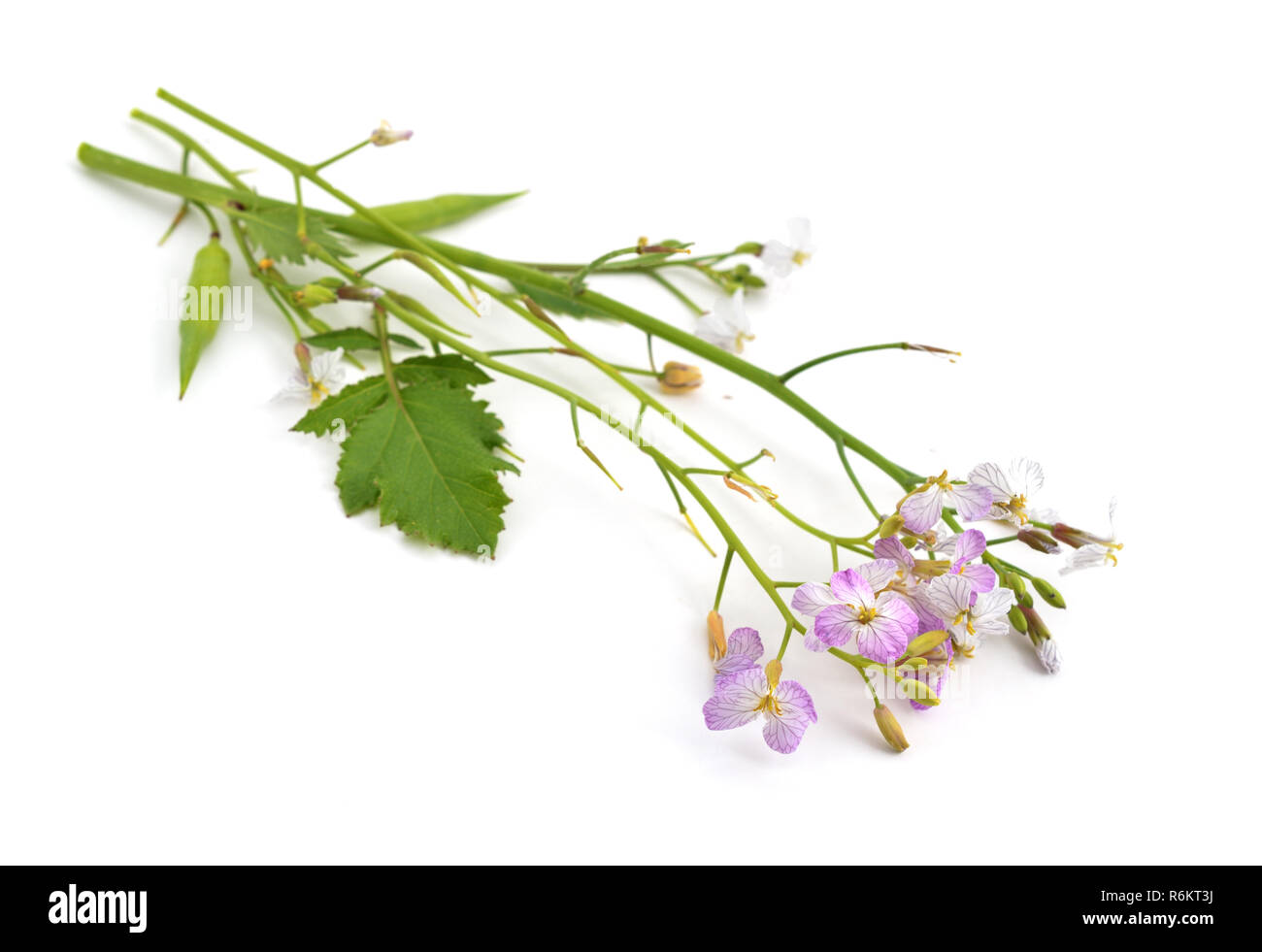 Oil Radish flowers. Isolated Stock Photo - Alamy