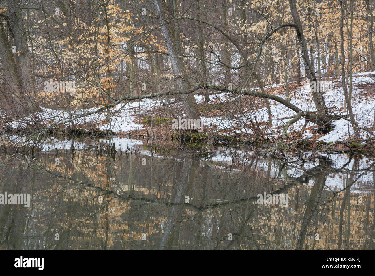 Trees hanging over the park's pond, casting reflections in the water's ...