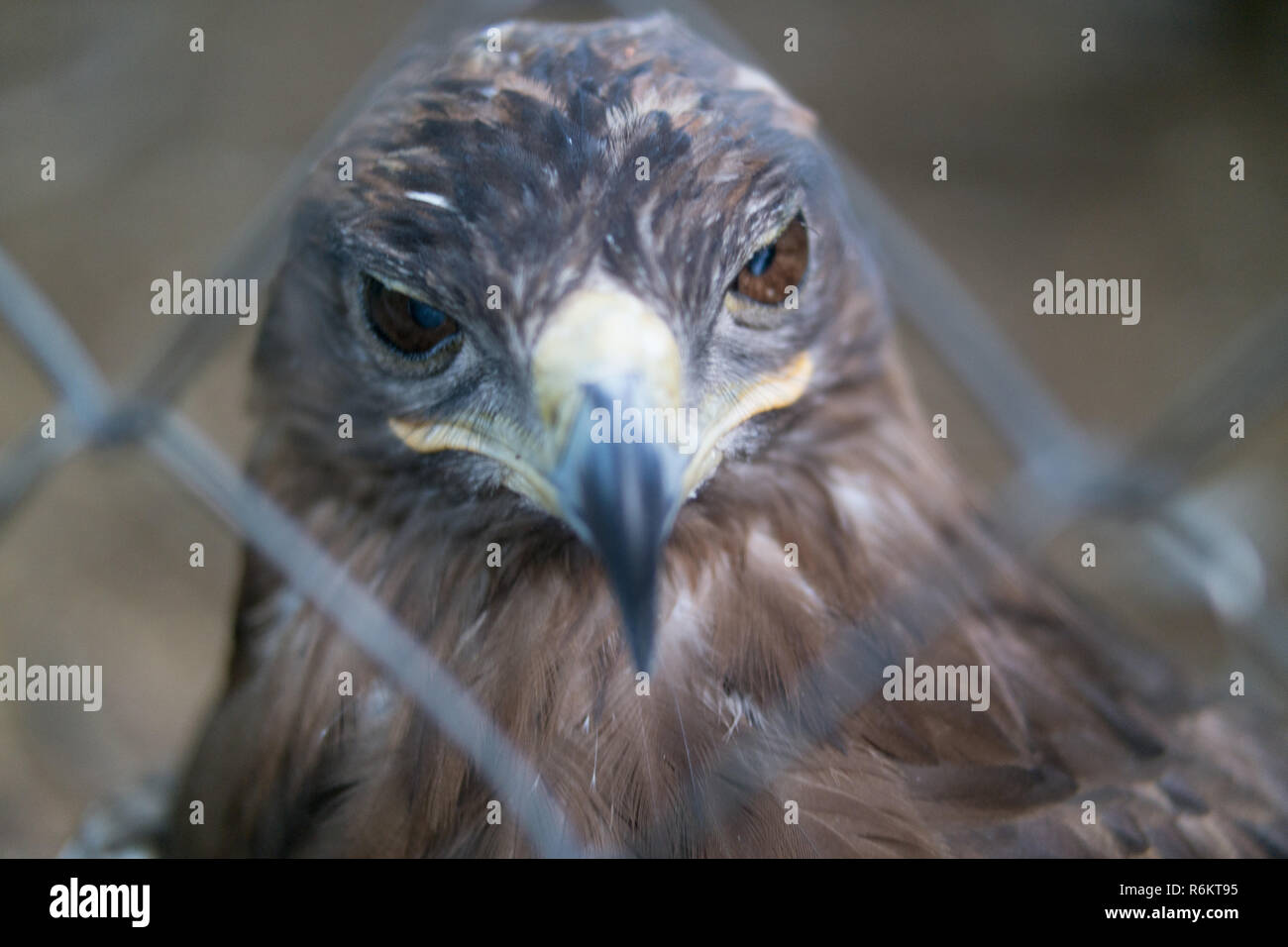 Eagle's head close up behind the zoo cage Stock Photo - Alamy