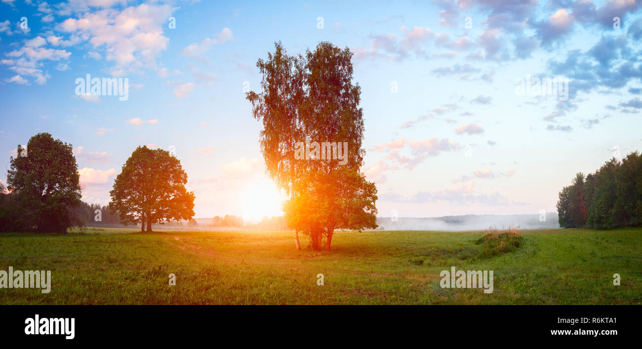 Clearing in the meadow in sunny summer morning, summer background Stock ...