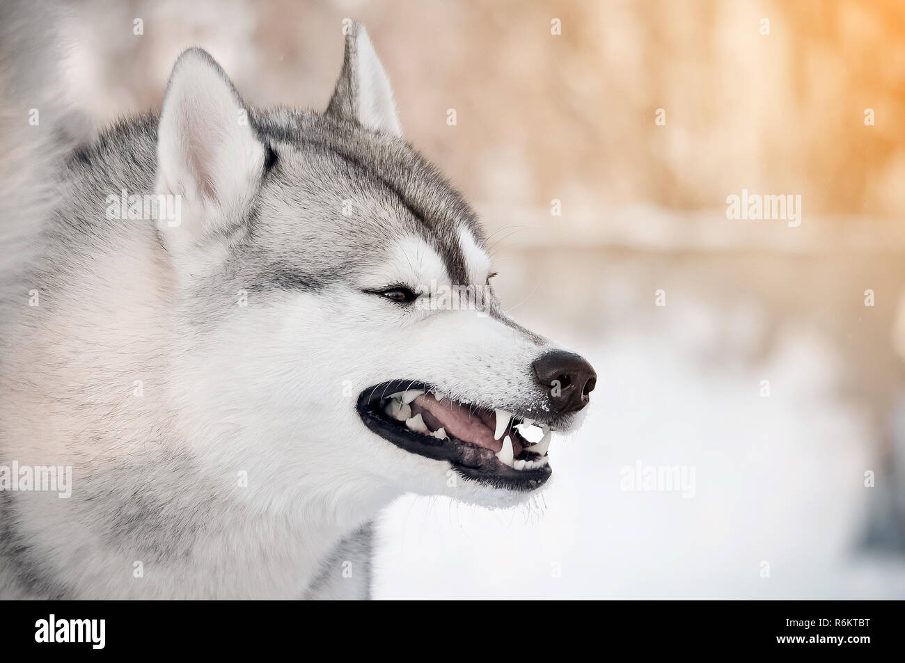 Dog showing teeth hi-res stock photography and images - Alamy