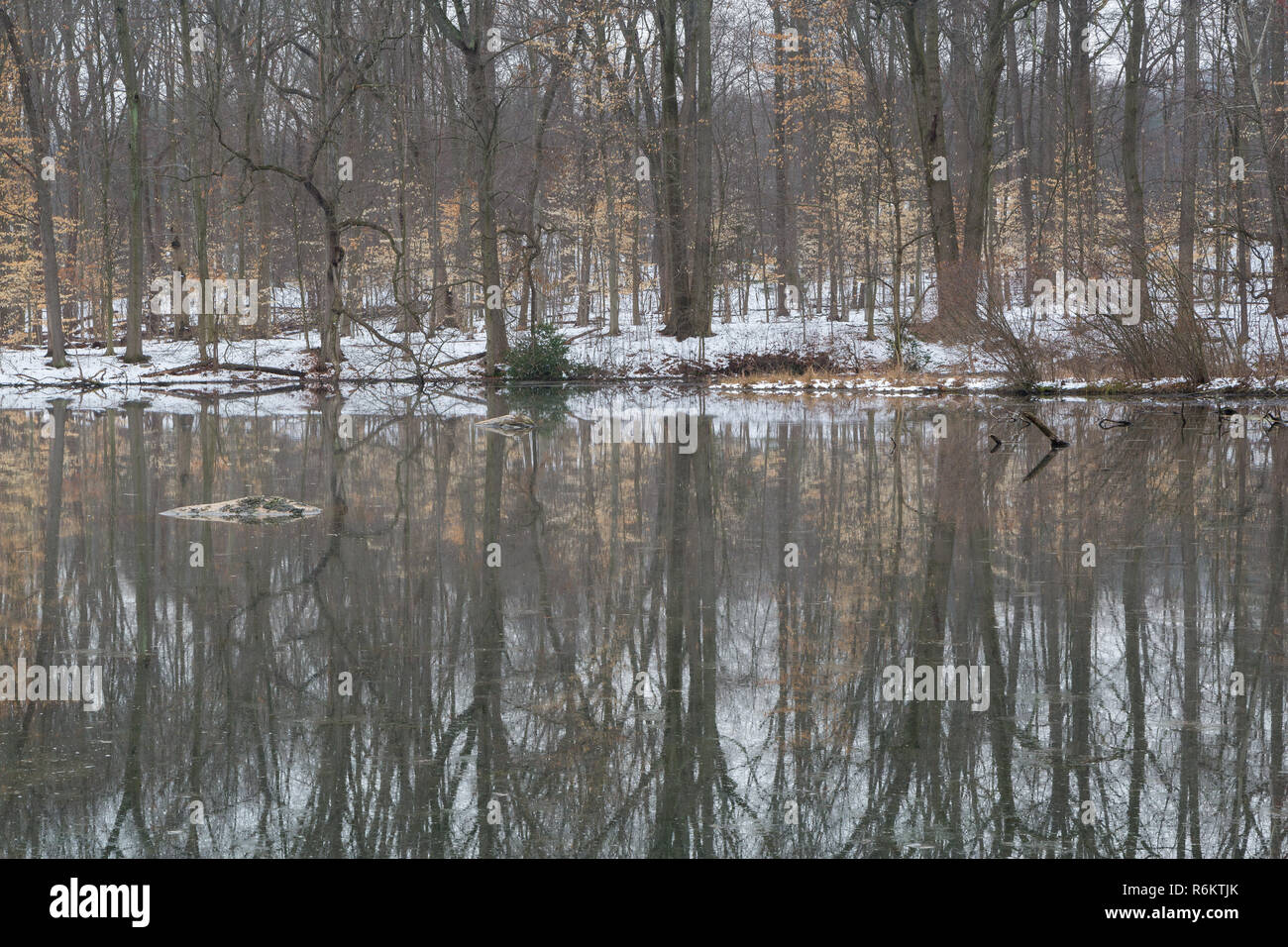 The calm waters of the park's pond reflecting the long tree trunks of ...