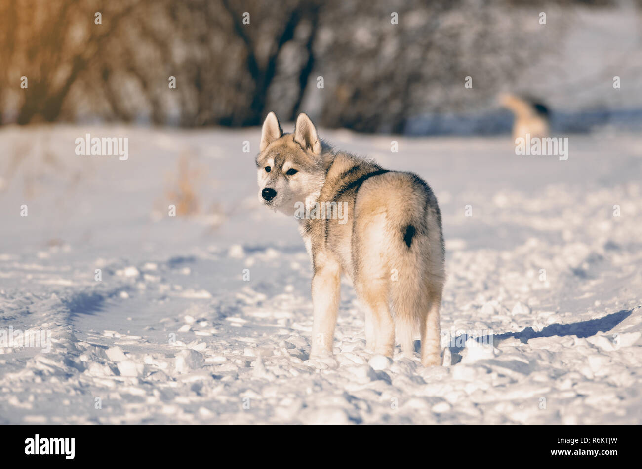 Siberian husky dog puppy gray and white standing looking back in winter ...