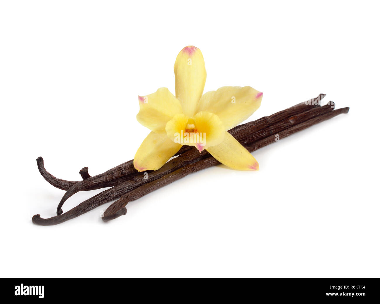 Vanilla pods with one yellow orchid. Isolated on white background Stock ...
