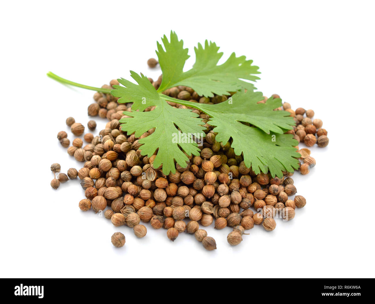 Seeds and leaves of a coriander isolated Stock Photo - Alamy