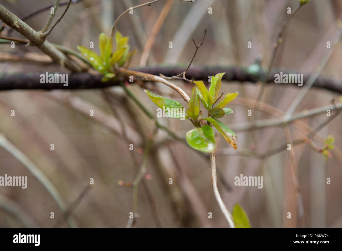 Early signs of spring leafing out on branches. Kennedy Dells County ...