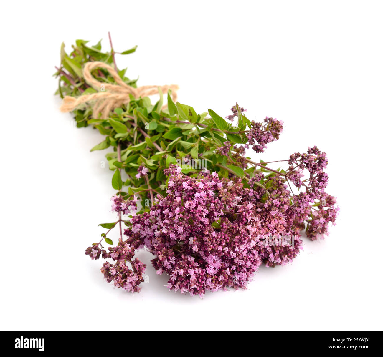 Oregano flowers isolated Stock Photo - Alamy