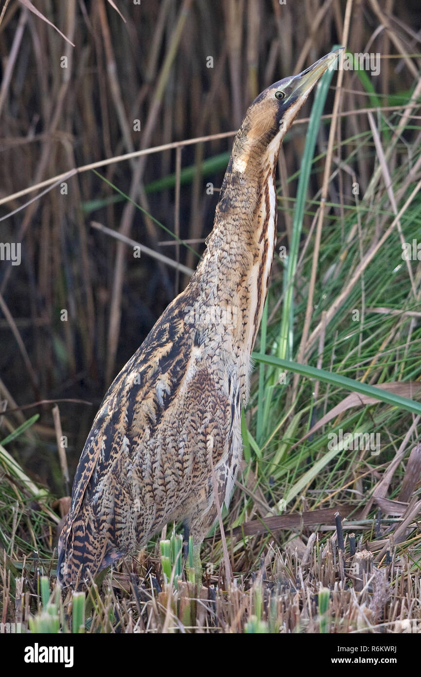 Bittern (Botaurus stellaris Stock Photo - Alamy