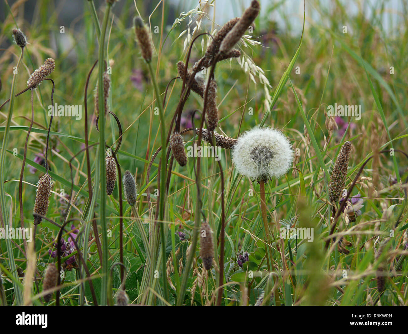 dandelions in a meadow on the isle of man Stock Photo - Alamy