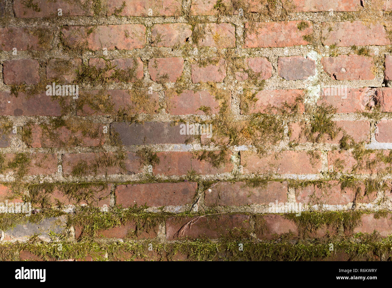 A brick wall with vegetation growing on it leftover as ruins. West ...