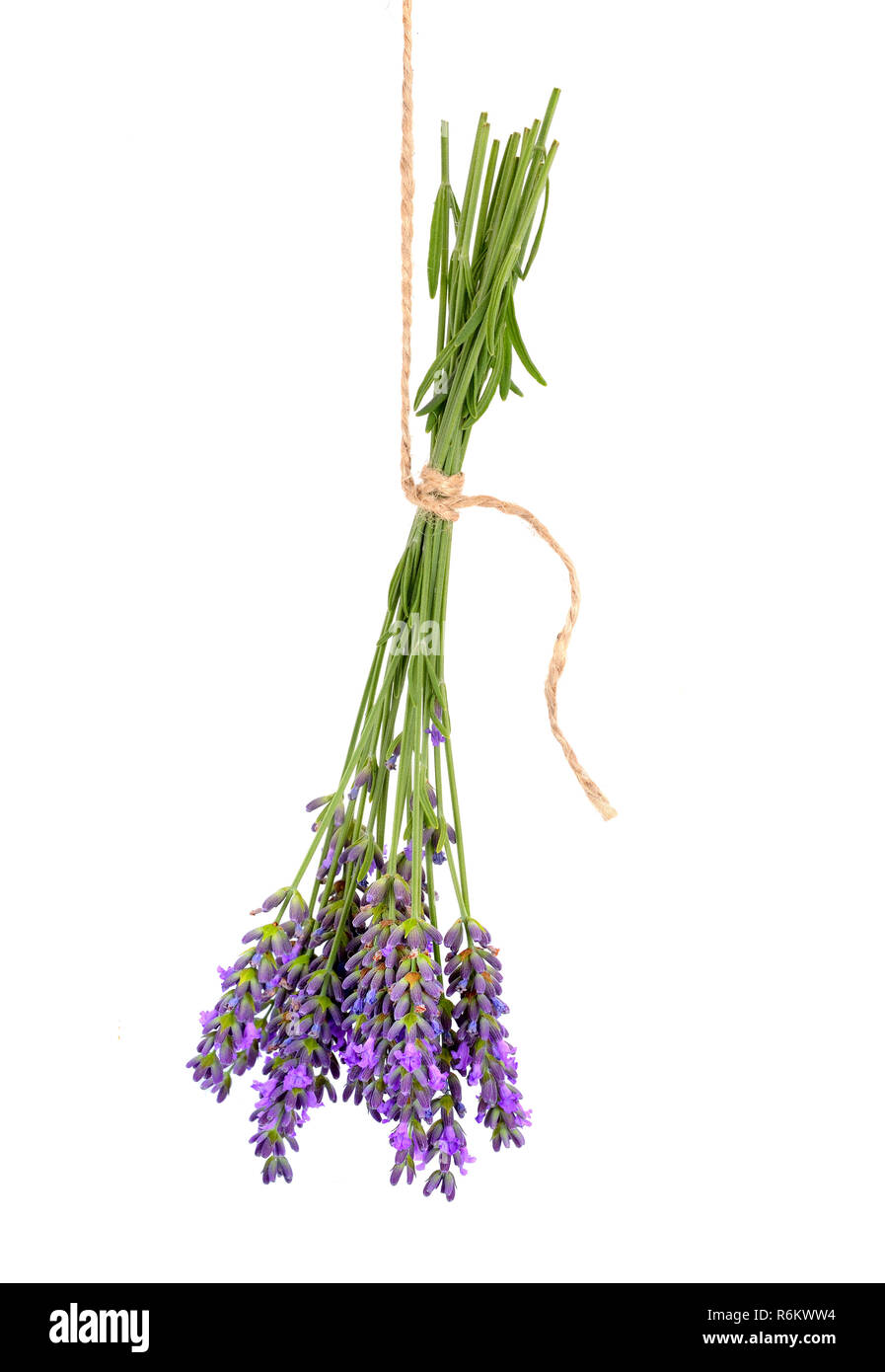Hangs Lavender bunch with a jute rope. Isolated on white background ...