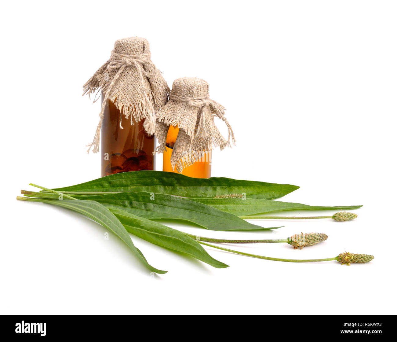 Plantago lanceolata, English plantain, narrowleaf plantain, ribwort ...