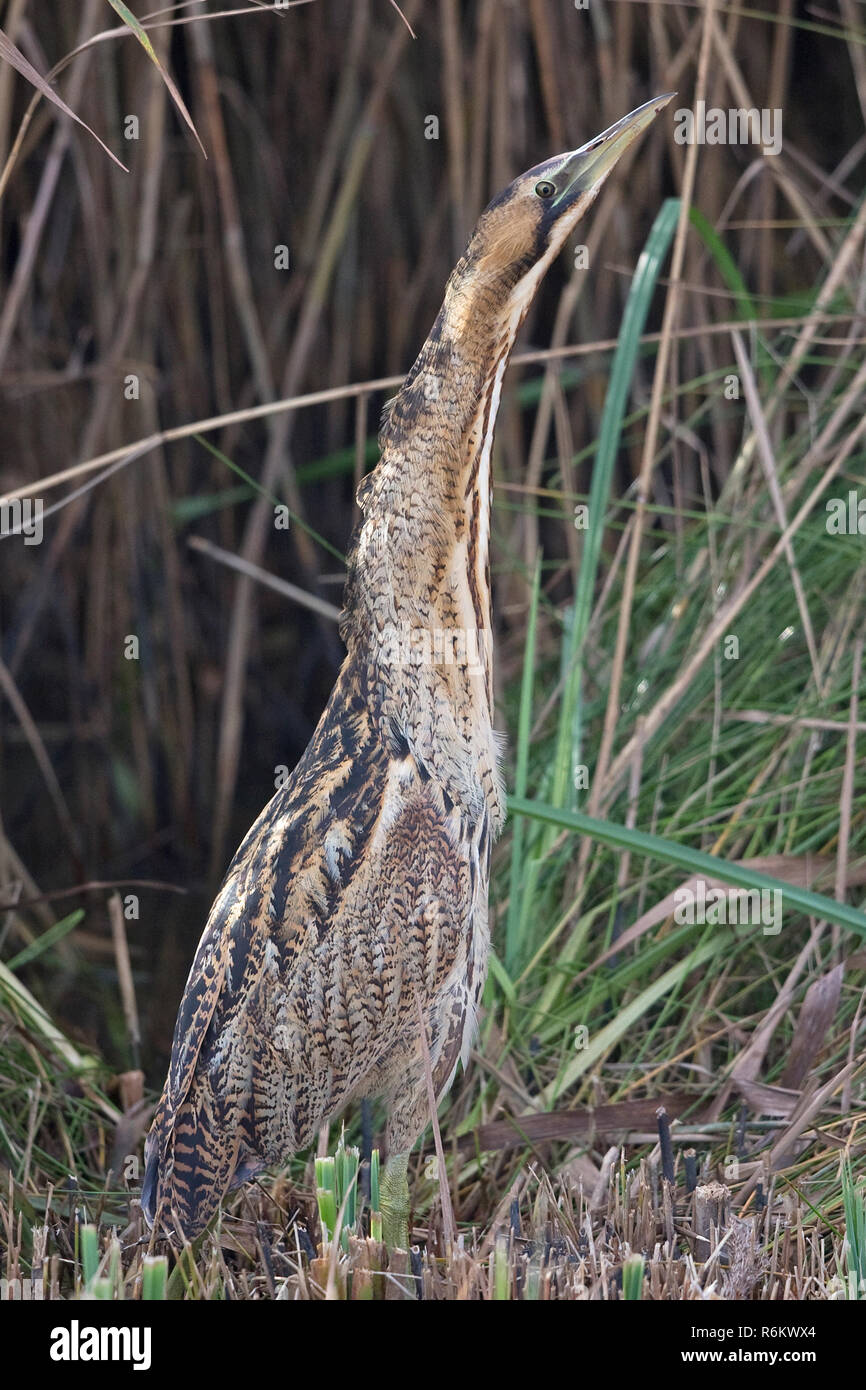 Bittern (Botaurus stellaris Stock Photo - Alamy