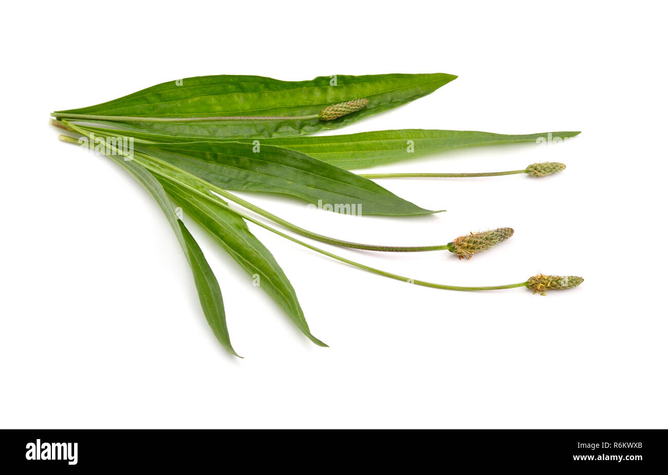 Plantago lanceolata, English plantain, narrowleaf plantain, ribwort ...