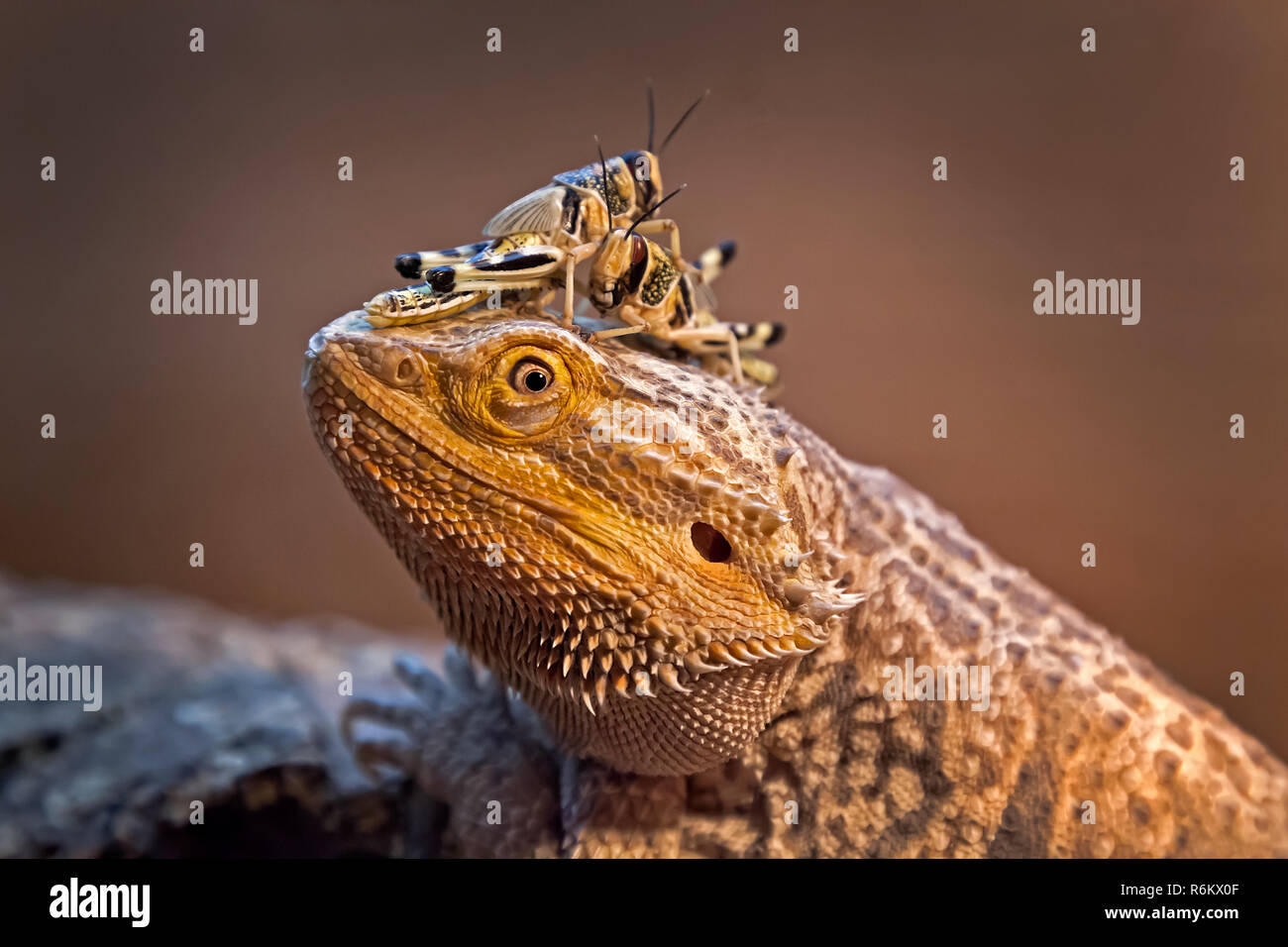 Two Headed Bearded Dragon