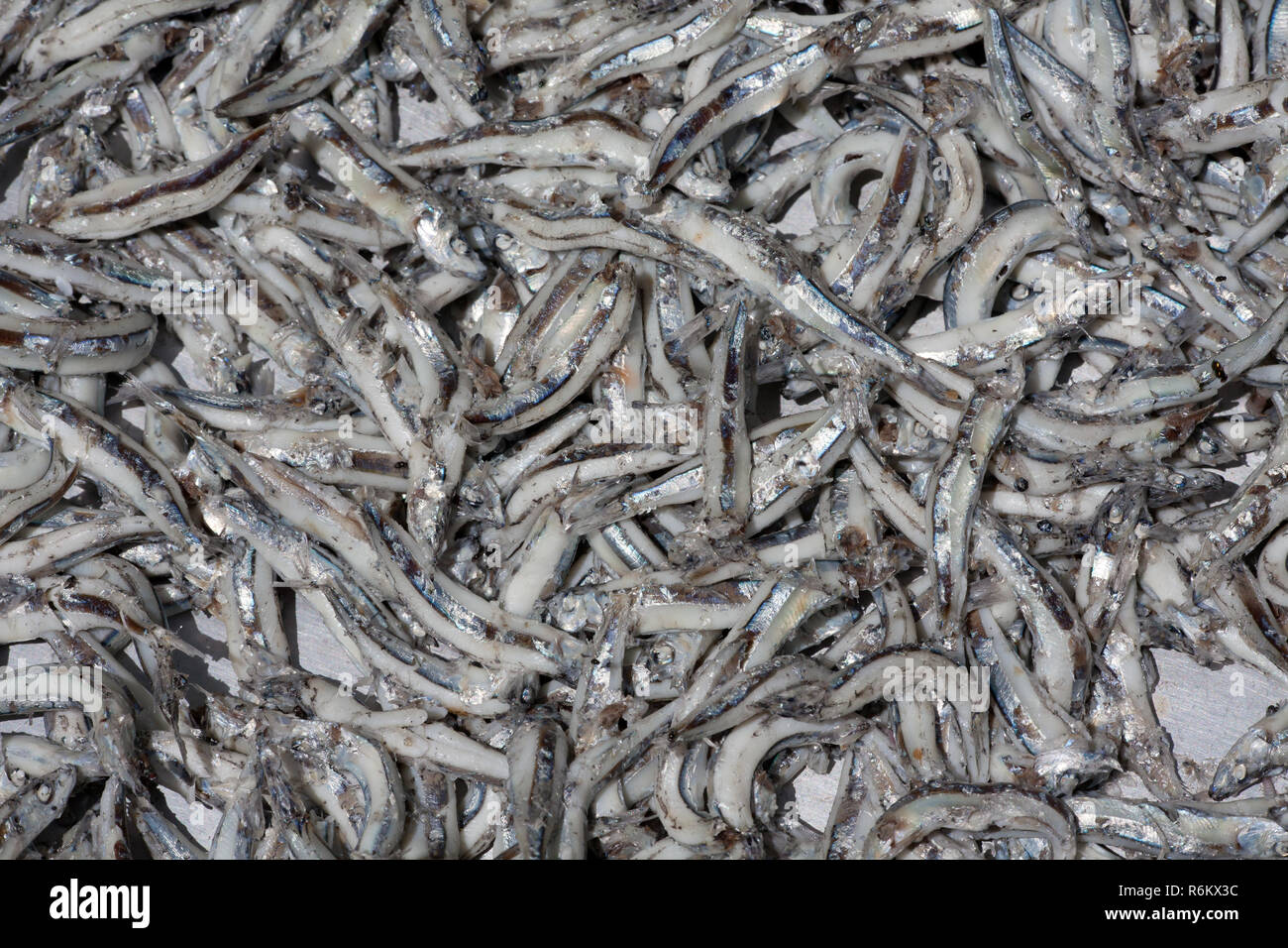 Fish, Fish, Fish Stock Photo - Alamy