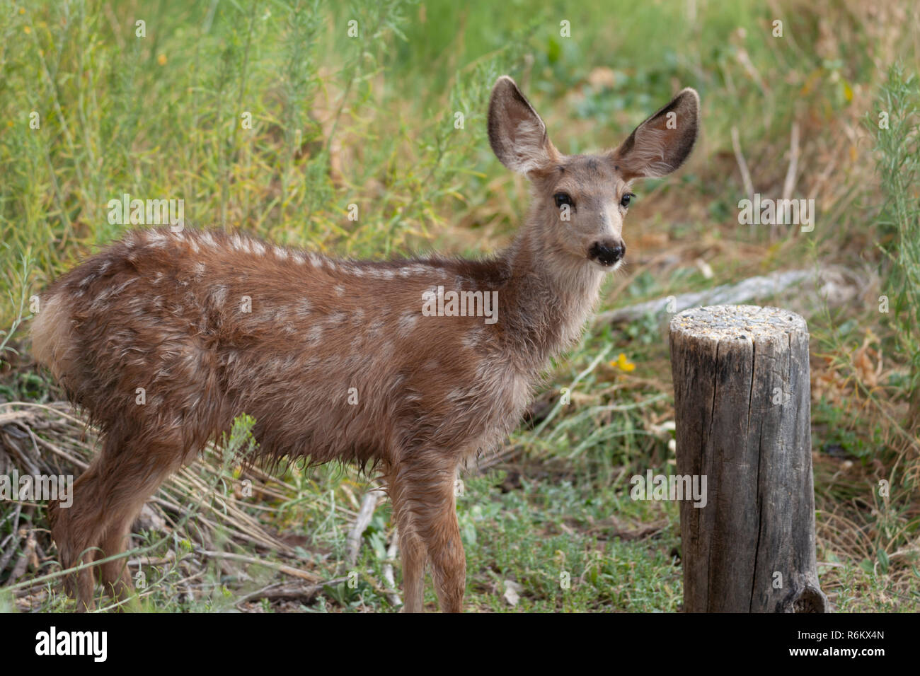 Mule deer with fawn hi-res stock photography and images - Alamy