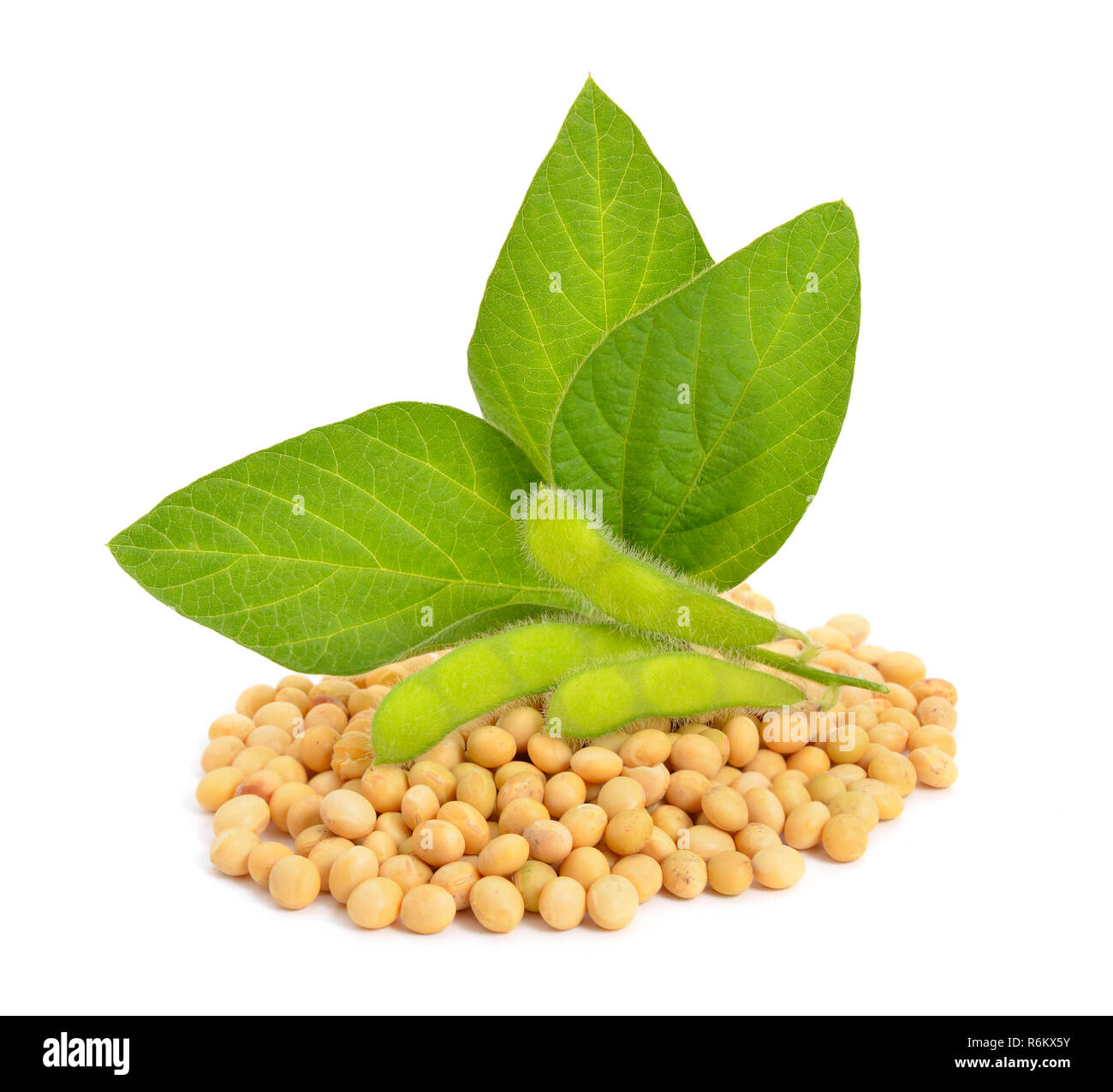 Soybean pods and seeds on plant hi-res stock photography and images - Alamy