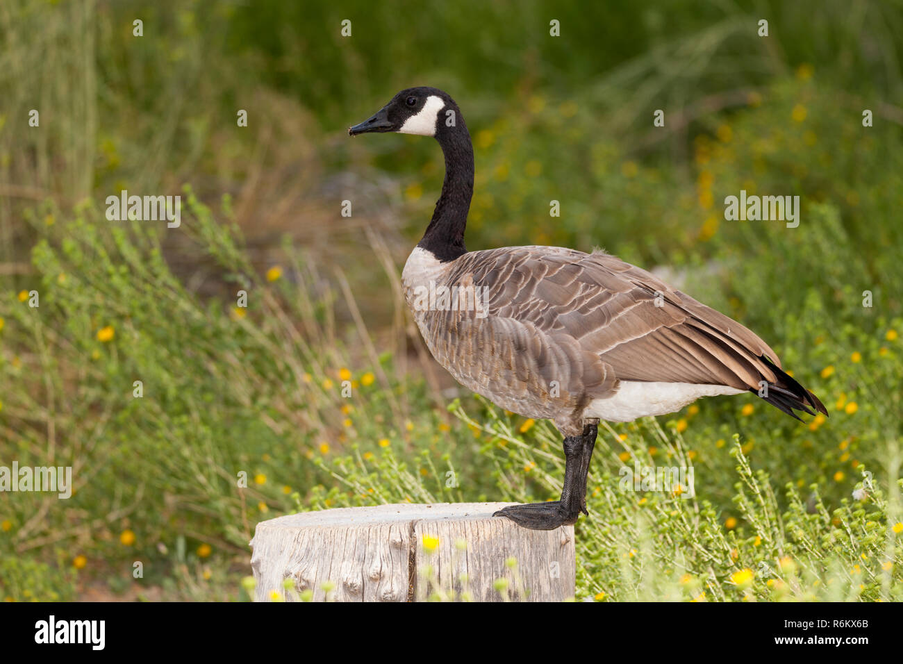 Canada goose side view hi-res stock photography and images - Alamy