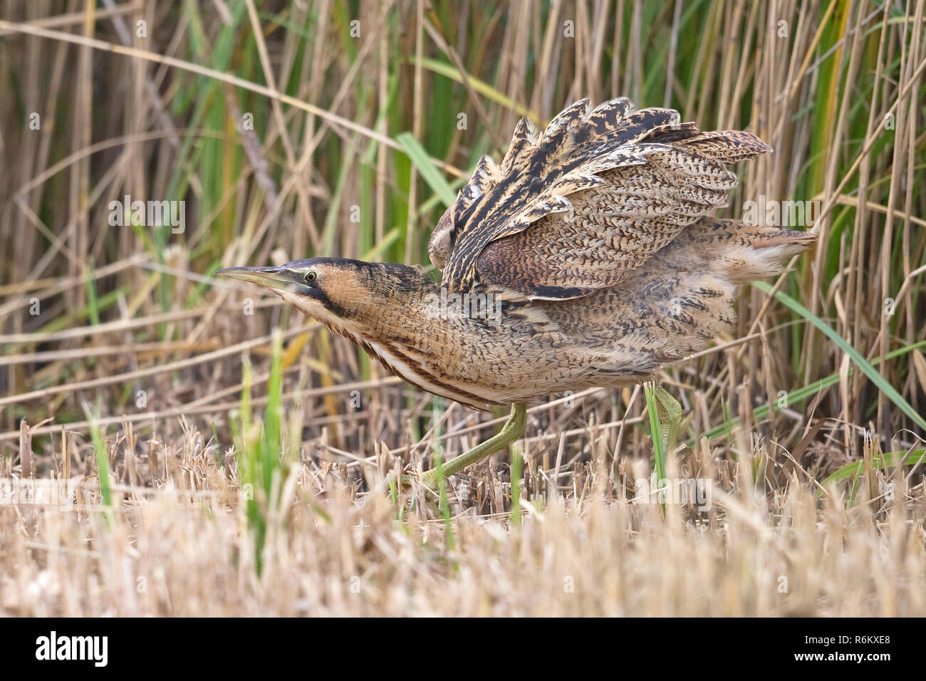 Bittern (Botaurus stellaris Stock Photo - Alamy