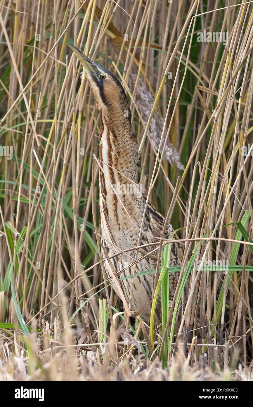Bittern (Botaurus stellaris Stock Photo - Alamy