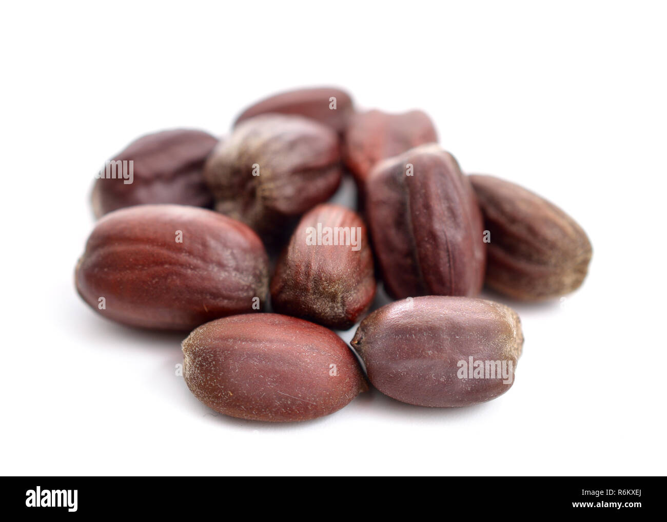 Jojoba (Simmondsia chinensis) seeds. Isolated on withe beckground Stock ...