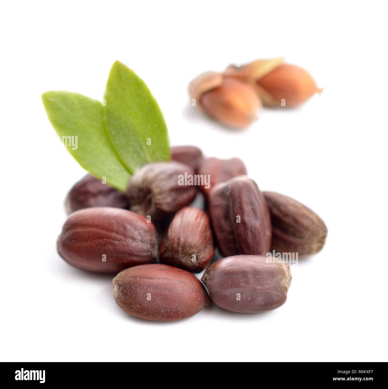 Jojoba (Simmondsia chinensis) leaves with seeds. Isolated on withe ...