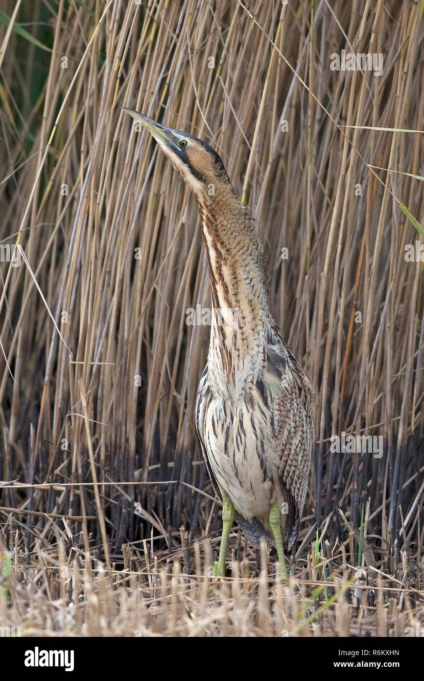 Bittern (Botaurus stellaris Stock Photo - Alamy