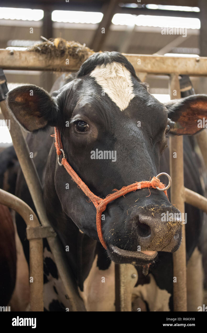 Milk cow in barn eating Stock Photo - Alamy
