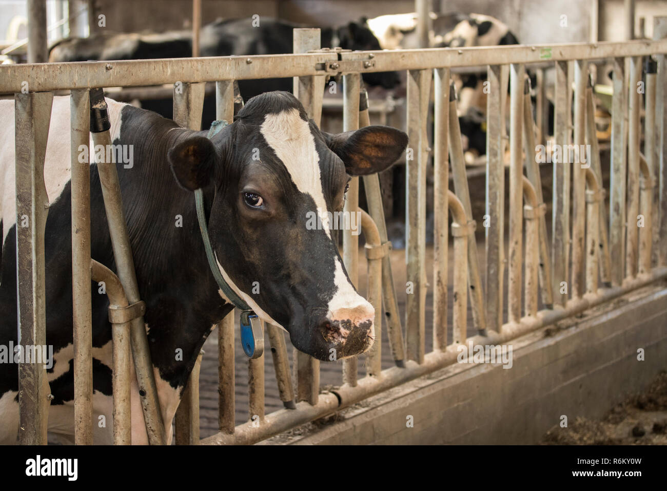 Milk cow in barn eating Stock Photo - Alamy