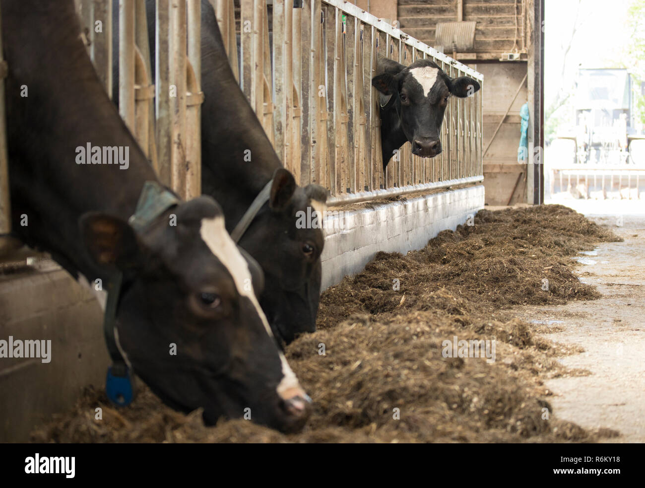 Milk cow in barn eating Stock Photo - Alamy