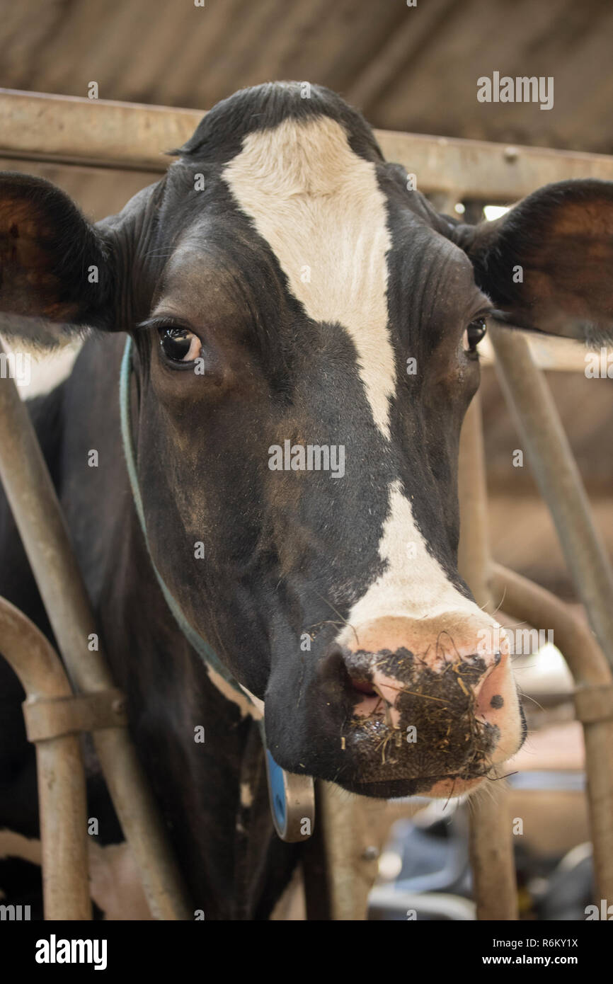 Milk cow in barn eating Stock Photo - Alamy