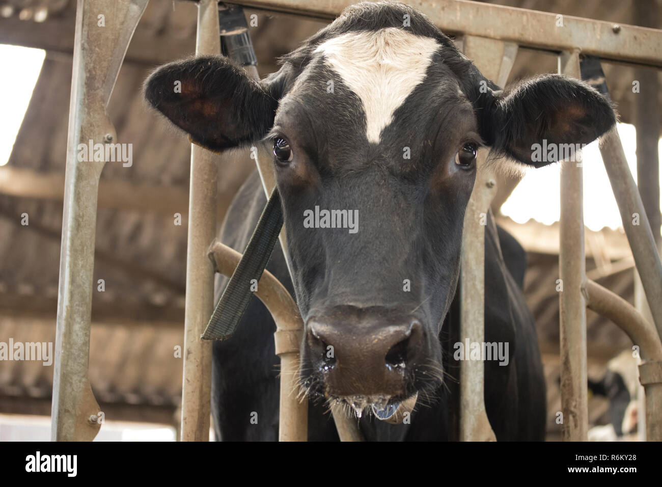Milk cow in barn eating Stock Photo - Alamy