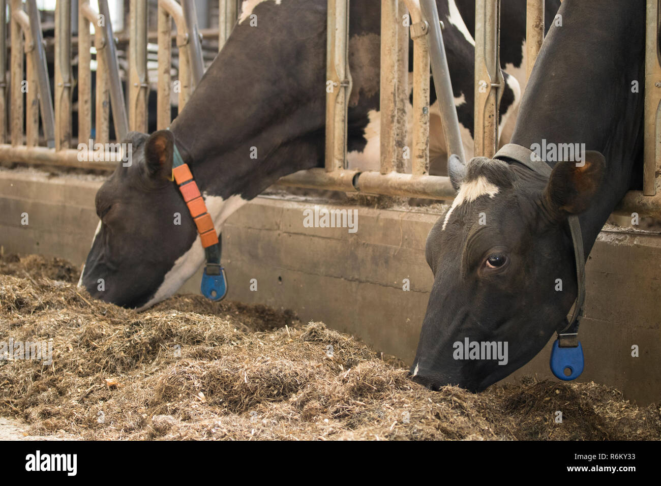 Milk cow in barn eating Stock Photo - Alamy