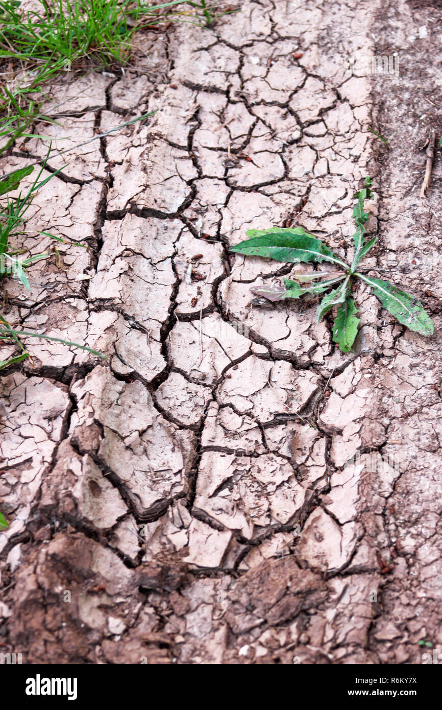 Cracked ground, path, soil with dry grass. Ecology concept. Cracked ...