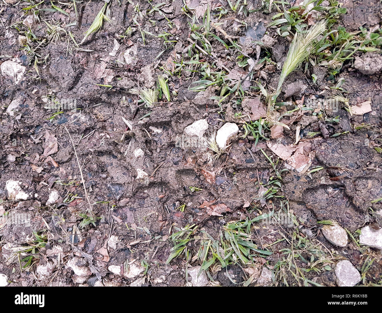 Bike and auto tire tracks on muddy trail pattern. Mud and wheel trace ...
