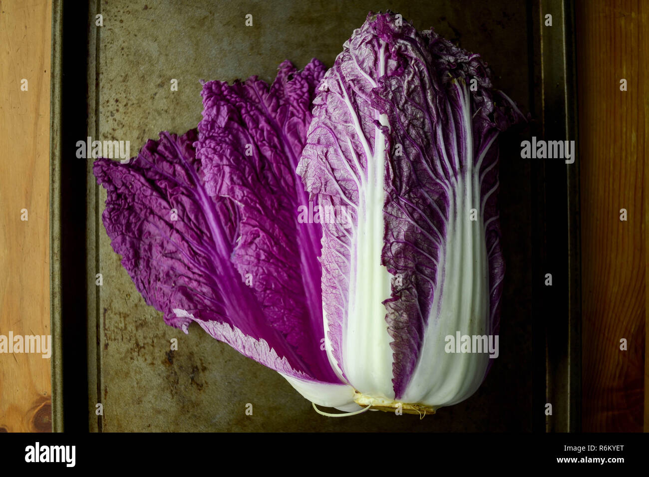Purple Chinese (napa) cabbage, shown with one large leaf exposed, shot ...