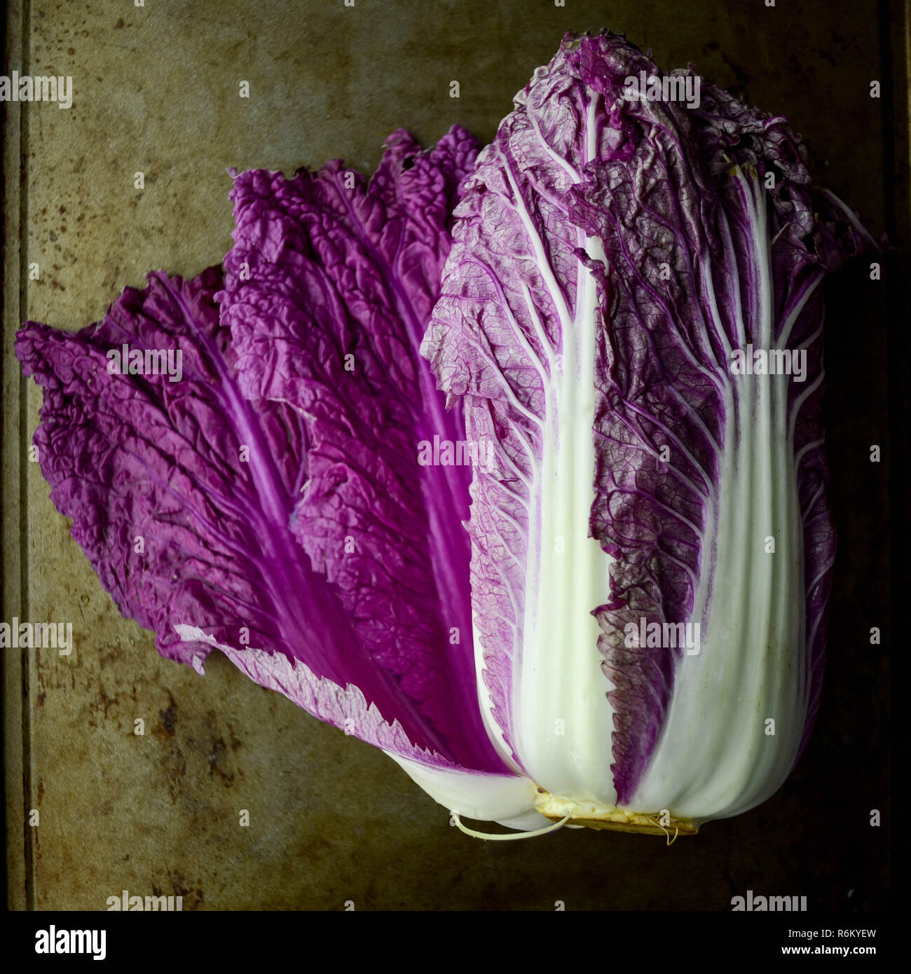 Purple Chinese (napa) cabbage, shown with one large leaf exposed, shot ...