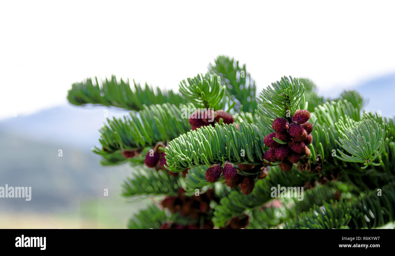 Fresh pine tree growth budding red pine cones Stock Photo - Alamy