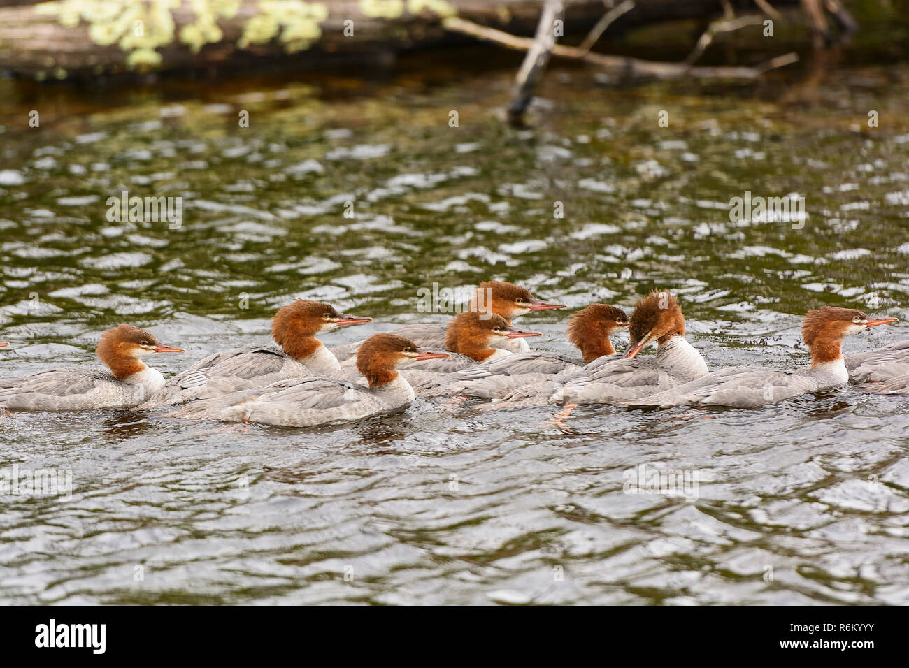 Mergansers habitat hi-res stock photography and images - Alamy