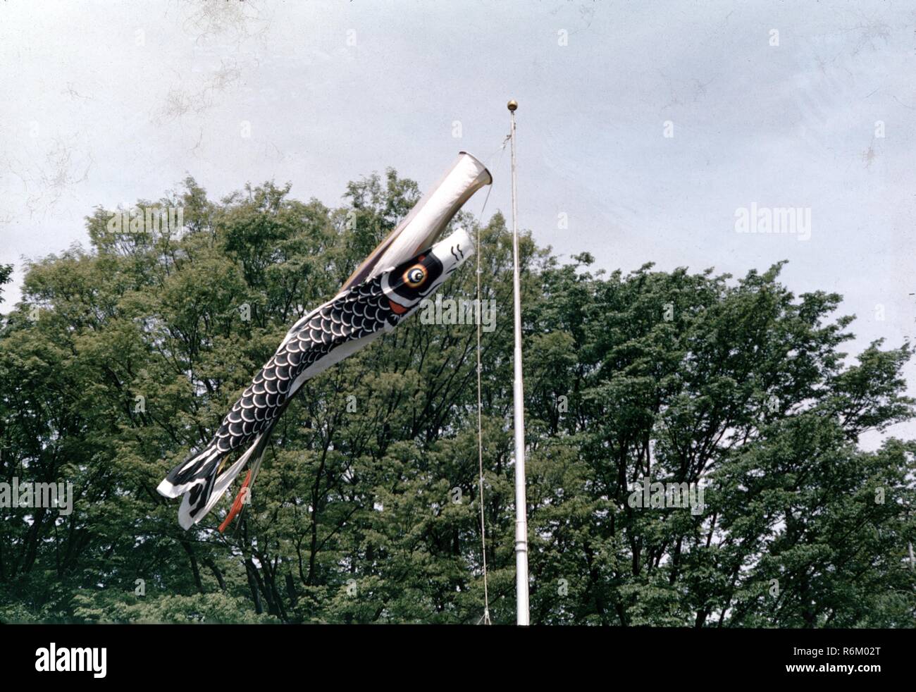 Close-up of Koinobori or traditional Japanese carp shaped wind socks ...