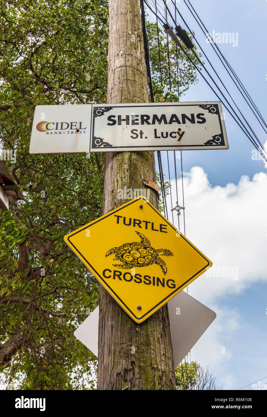 Turtle crossing sign in Speightstown, Barbados. Nesting baby turtles ...