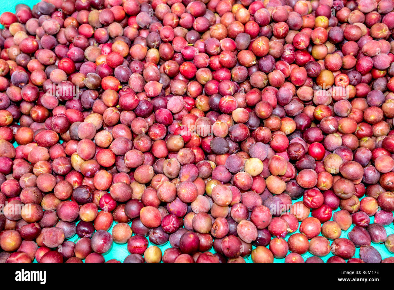 Sea grape fruit for sale along Swan Street in Barbados. They taste like ...