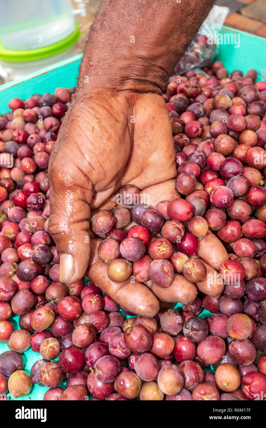 Sea grapes hand hi-res stock photography and images - Alamy