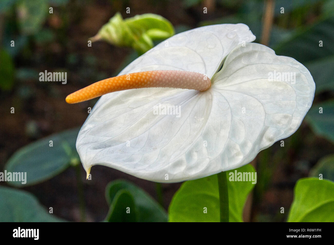 Beautiful white anthurium, white Laceleaf flower Stock Photo - Alamy