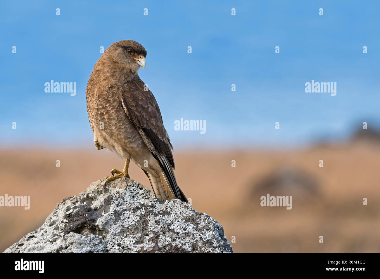 Easter island birds hi-res stock photography and images - Alamy